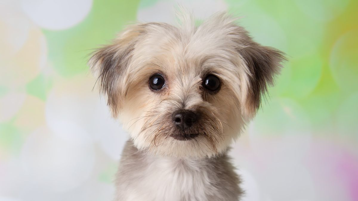 10 adorable teddy bear dog breeds | PetsRadar