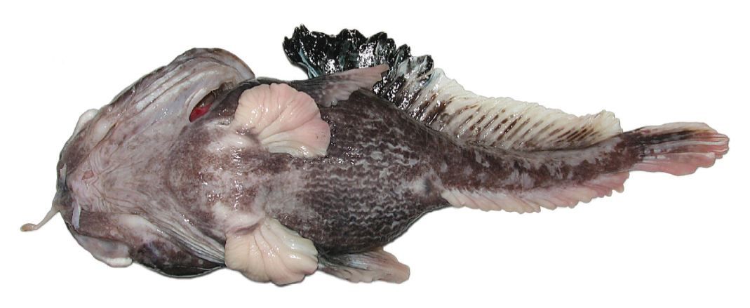 New Deep-Sea Fish Found in Antarctica | Live Science