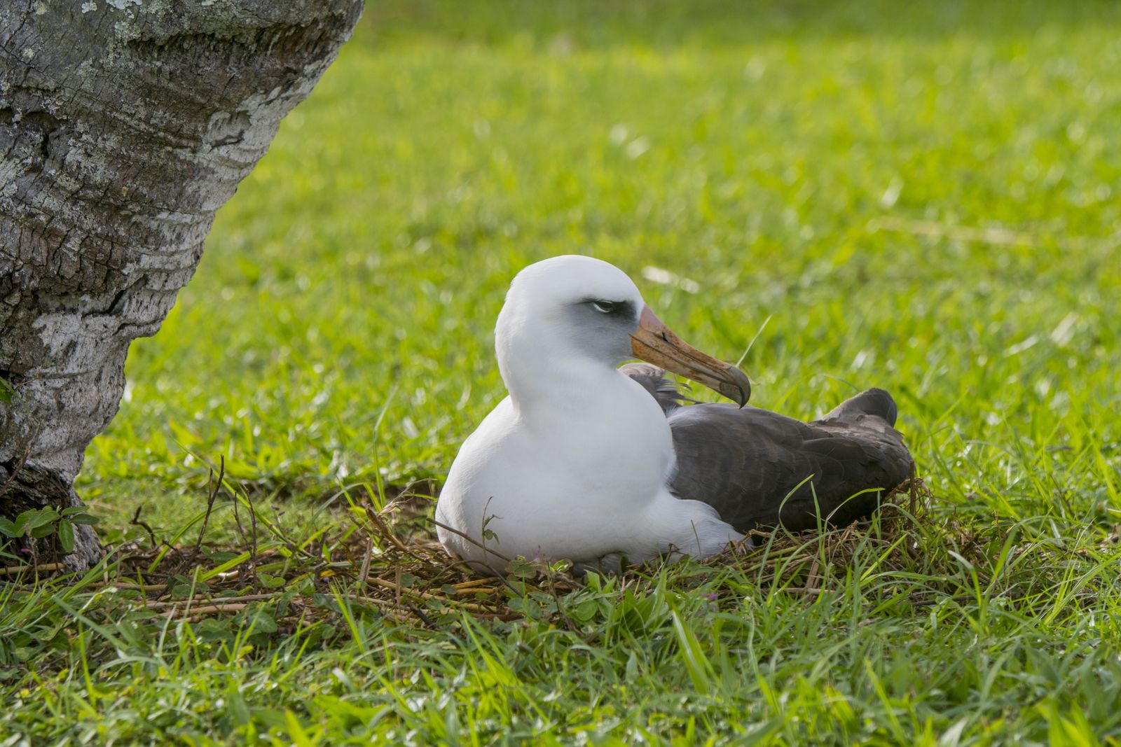What Is An Albatross In Golf? | Golf Monthly