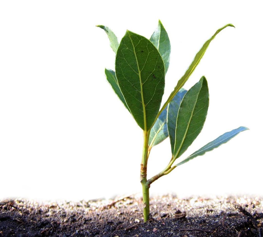 Bay Seed Germination And Growth - How To Grow A Bay Tree From Seed ...
