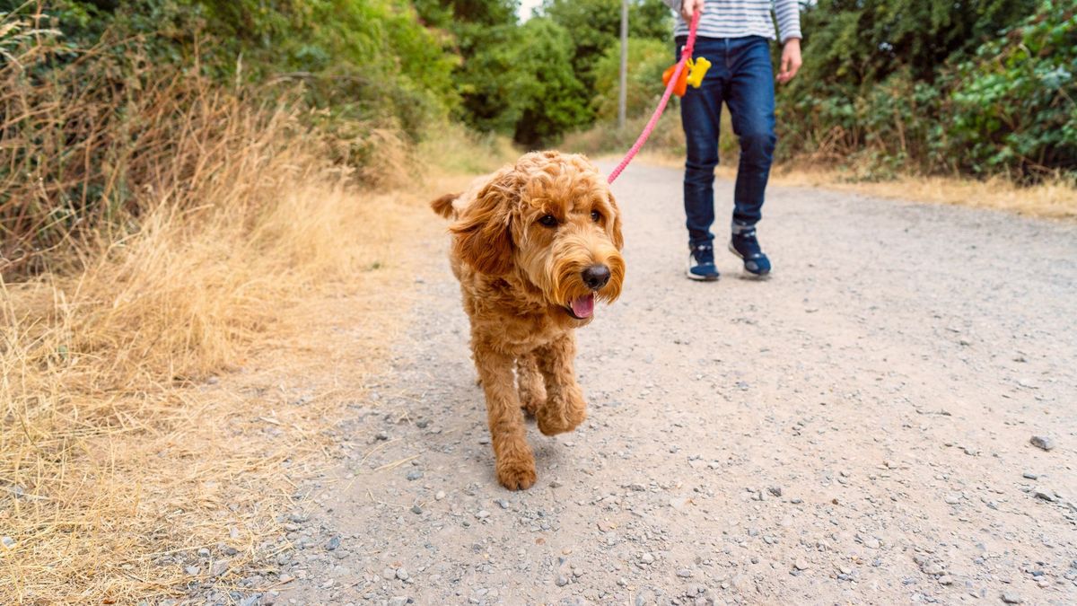 Dog ownership laws and pet rules in the US | PetsRadar
