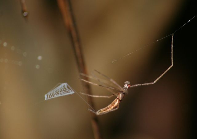 Photos: What Big Eyes! Spider's Huge Peepers Help Snag Prey | Live Science