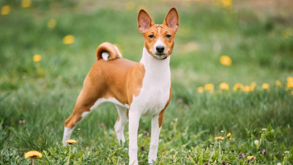 Sighthounds: What they are and the different types | PetsRadar