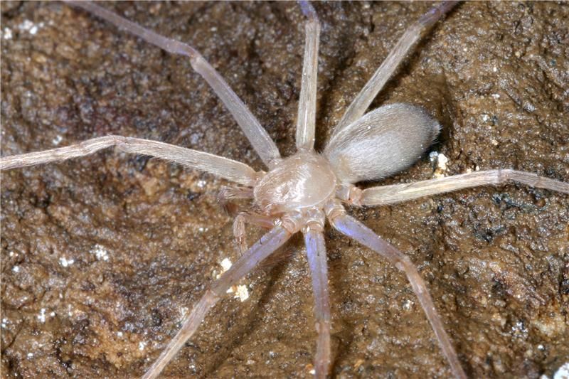 Eyeless Spider Adapted to Life in Darkness | Live Science