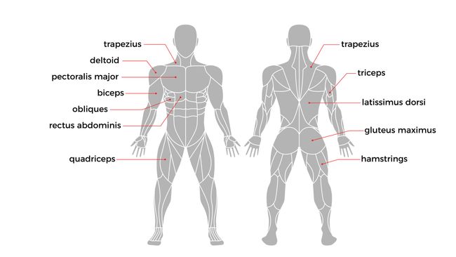 Which muscles do pull-ups work? | Live Science