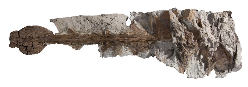 Photos: See the Armored Dinosaur Named for Zuul from 'Ghostbusters' | Live Science