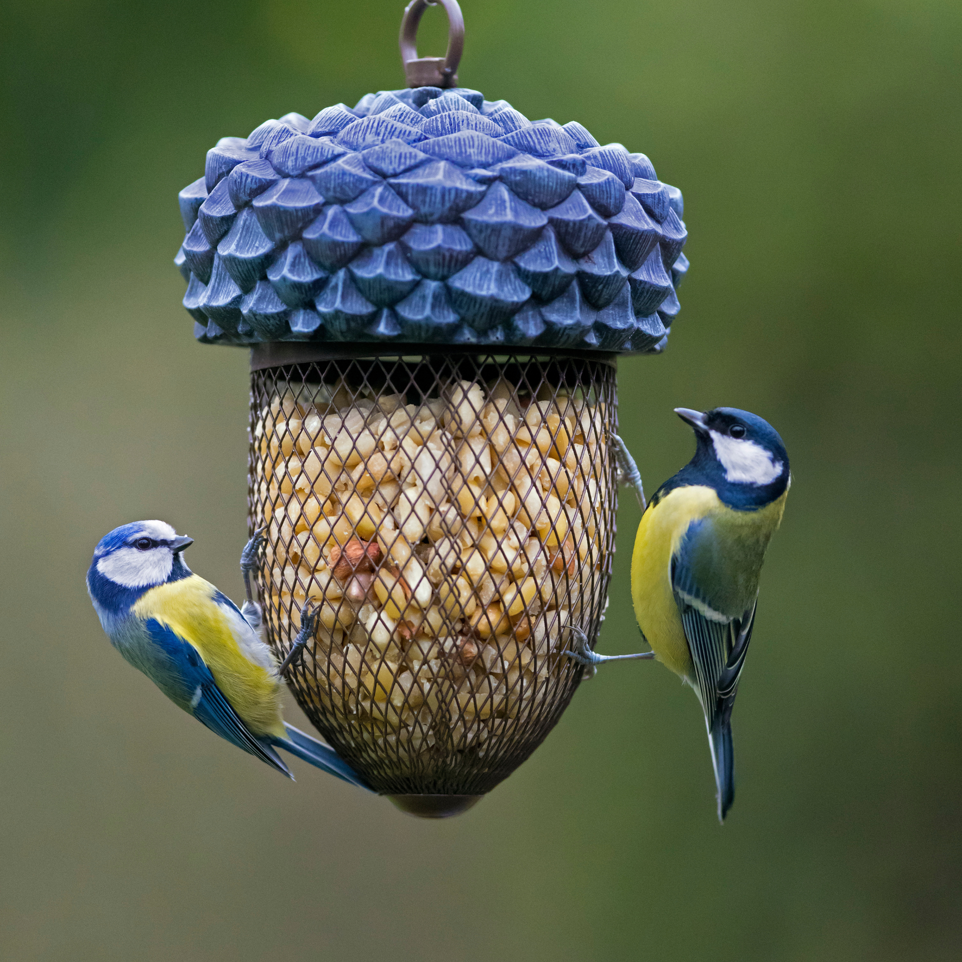 Why you should add a potato to your bird feeder | Ideal Home