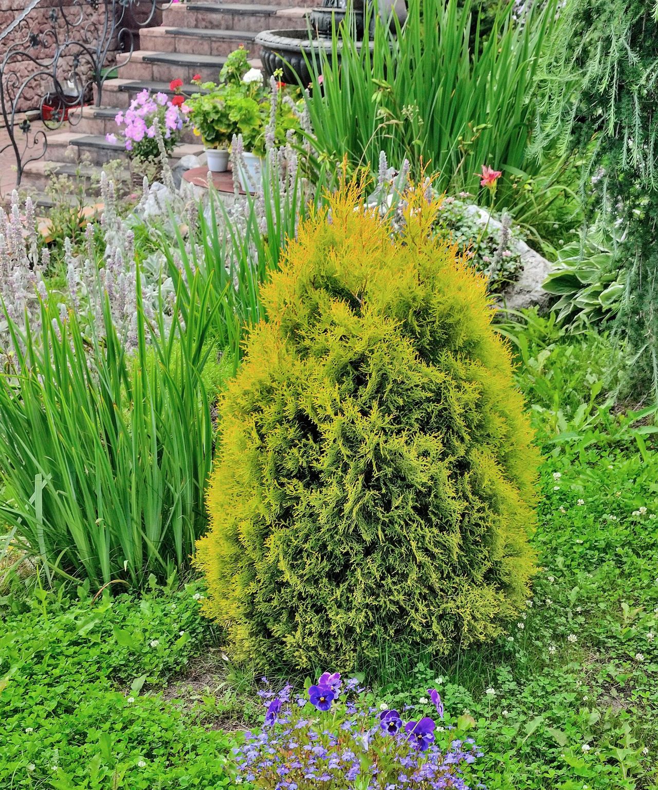 When to fertilize evergreens: for immaculate greenery | Homes and Gardens