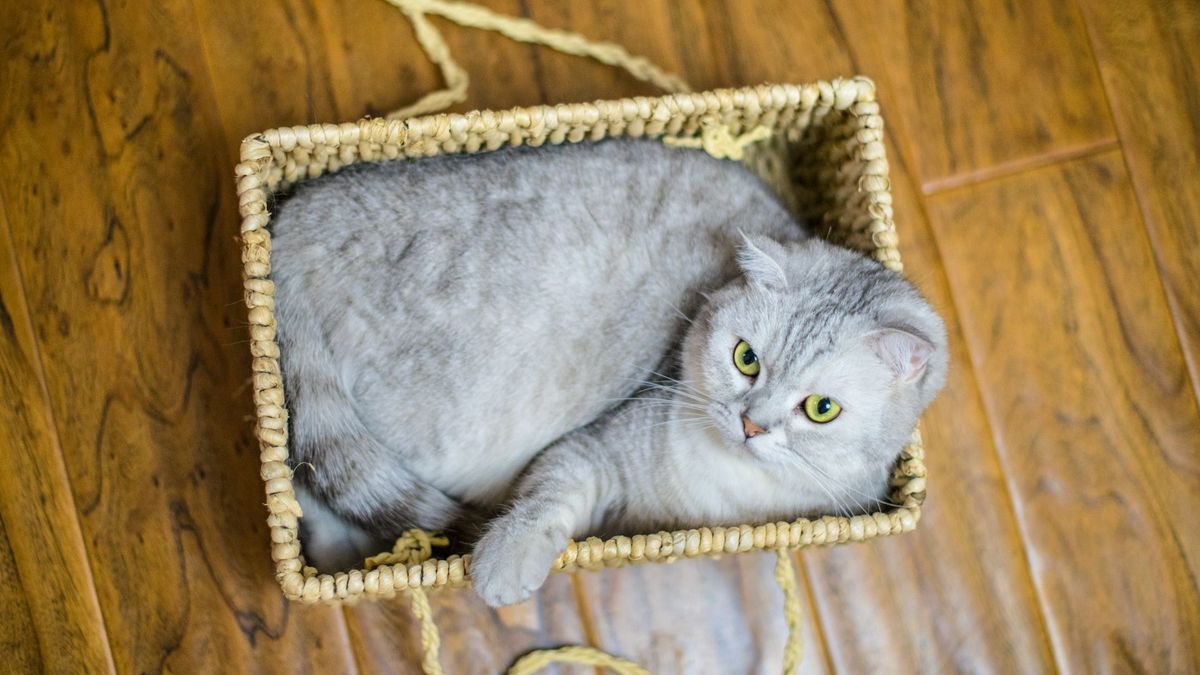 10 weird cat behaviors explained by an expert | PetsRadar