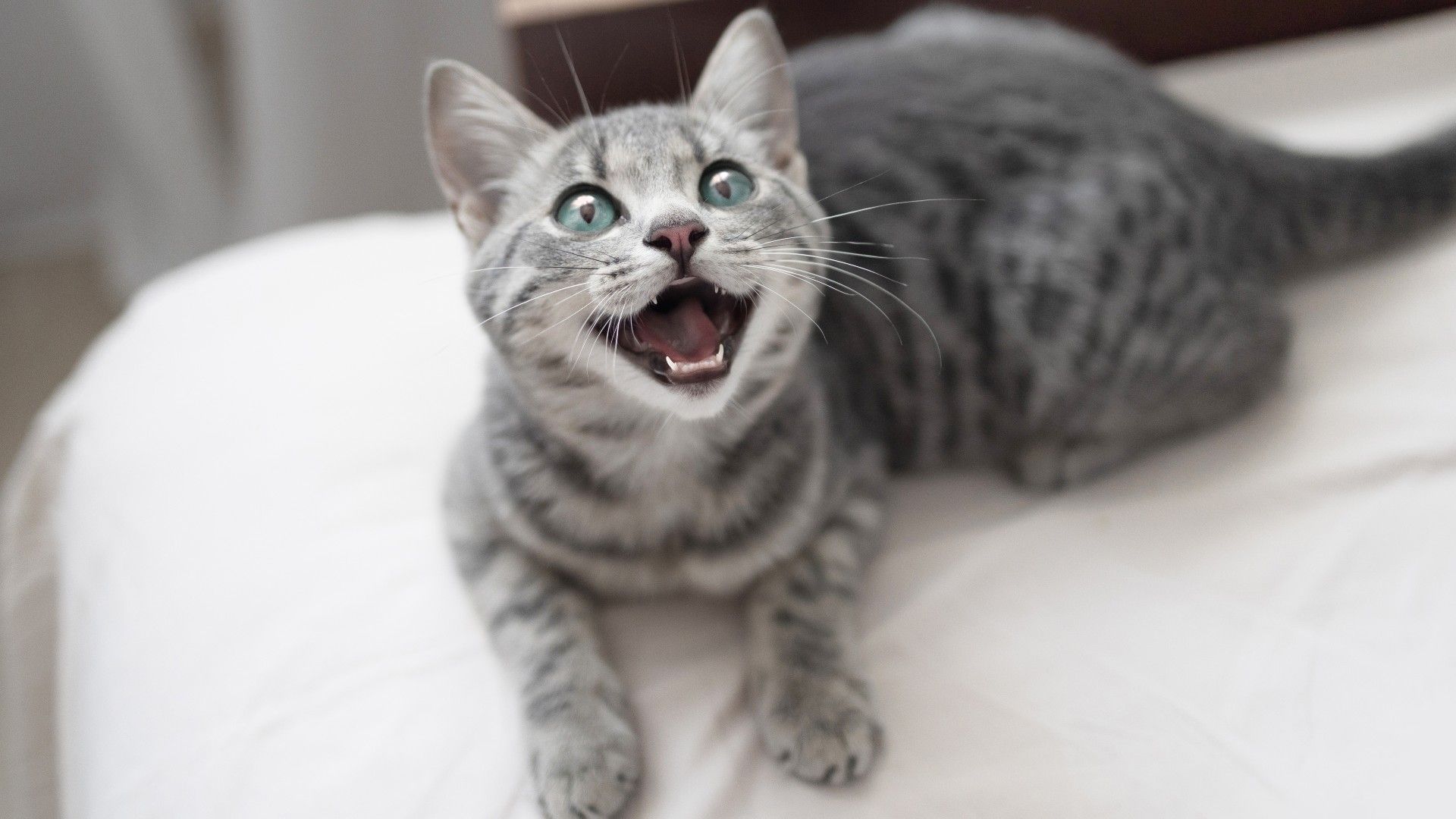 Cat communication explained: Here's what your feline is trying to tell ...