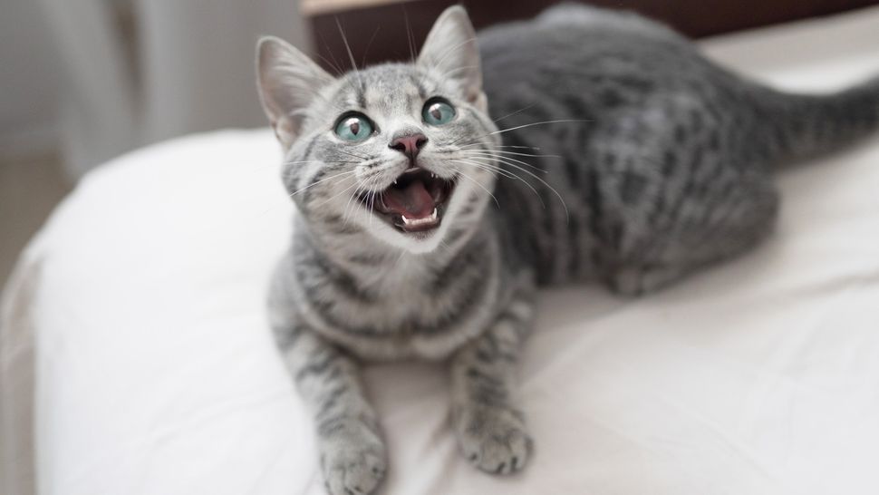 Cat communication explained: Here's what your feline is trying to tell ...