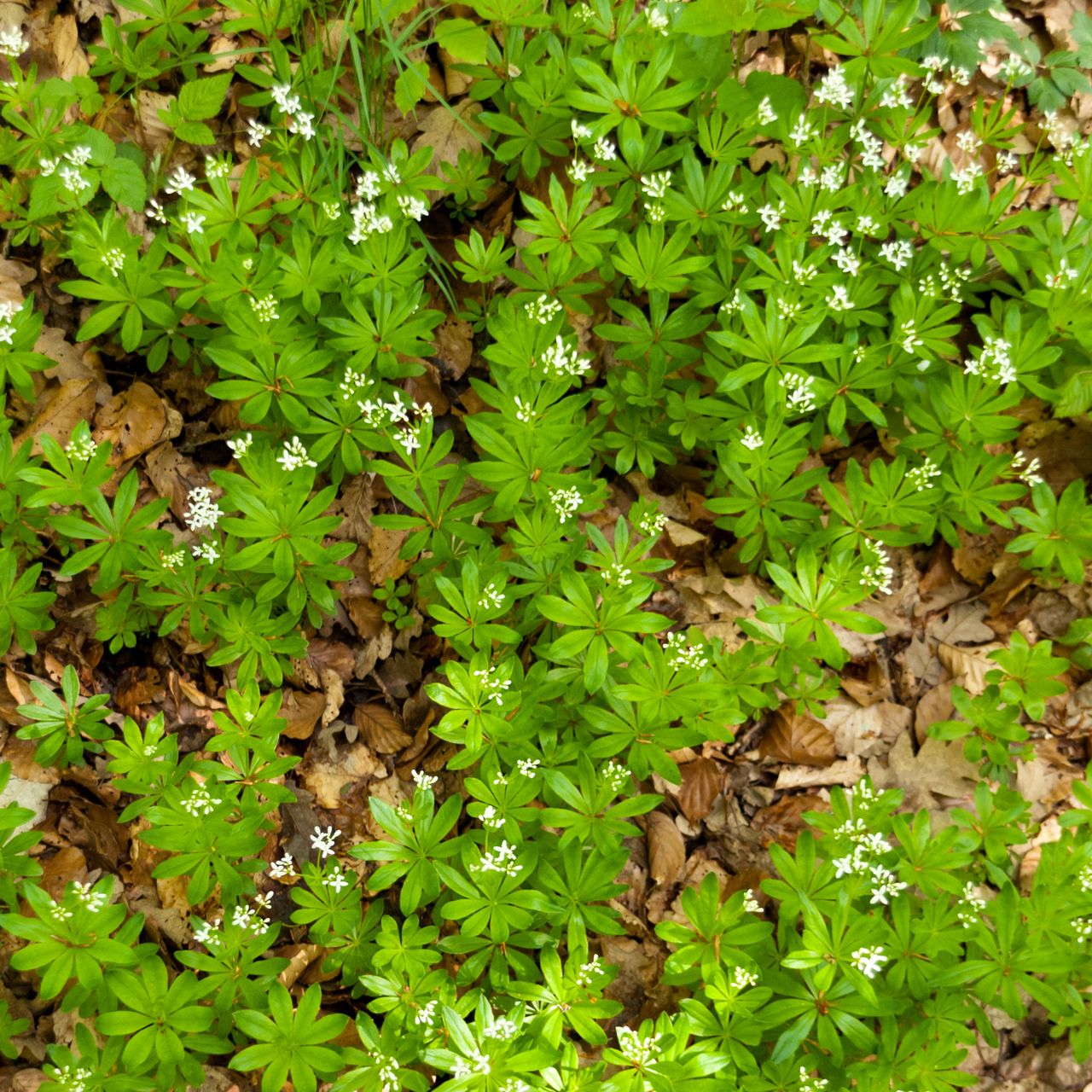 Tips & Information about Ground Cover | Gardening Know How