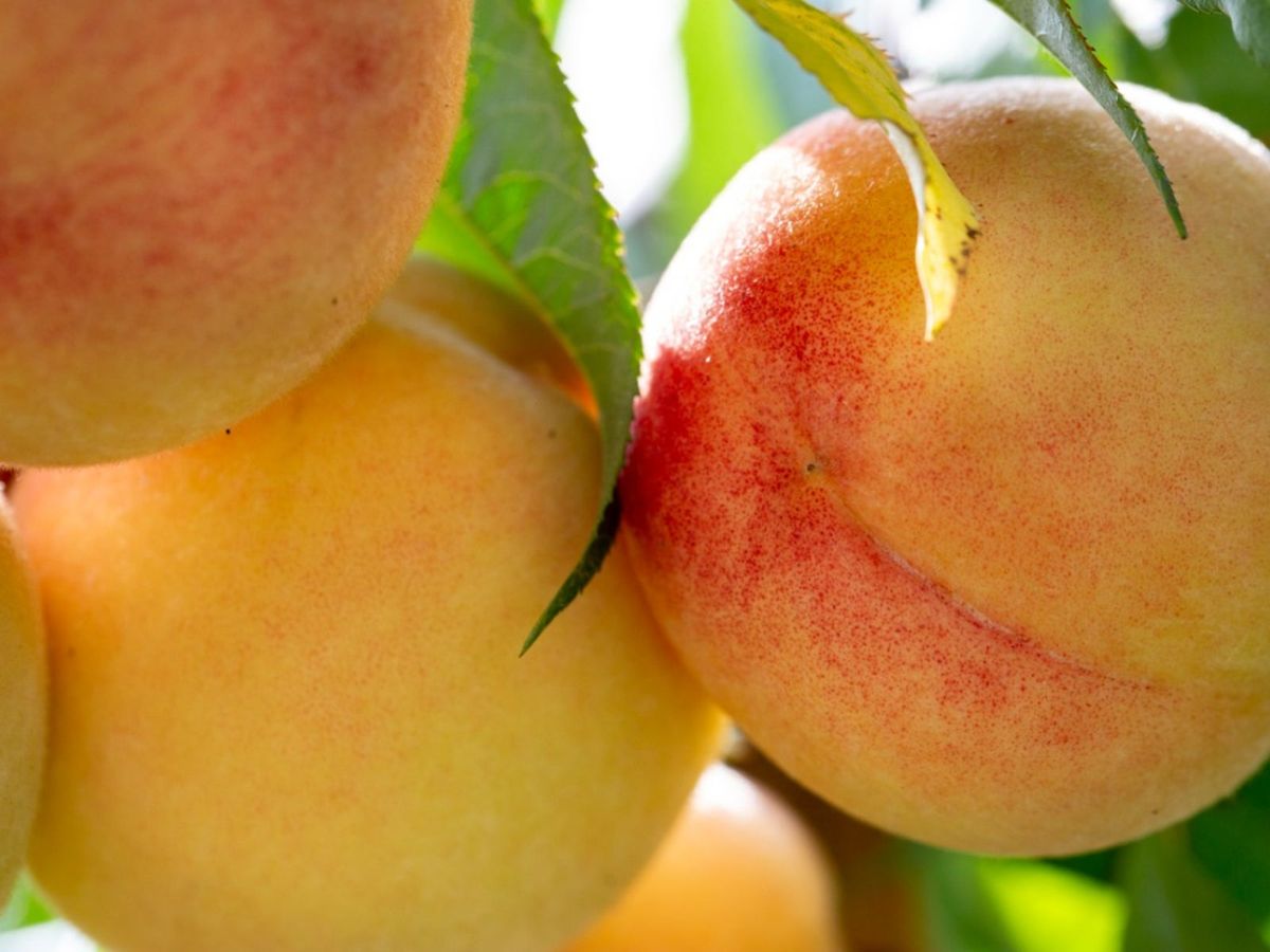 Honey Babe Peaches: Tips For Growing A Honey Babe Peach Tree | Gardening Know How