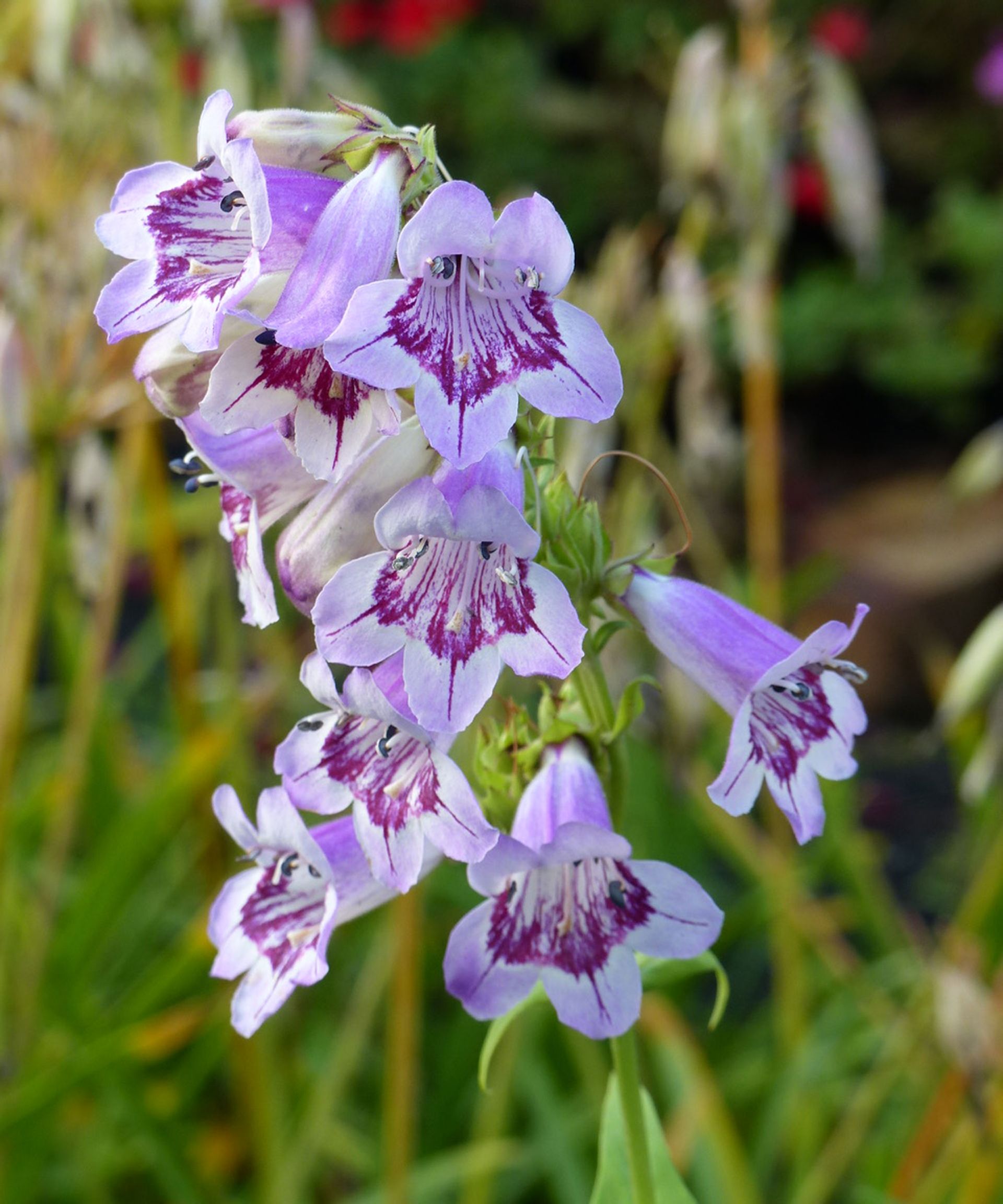 16 beautiful penstemon varieties for your planting scheme | Gardeningetc