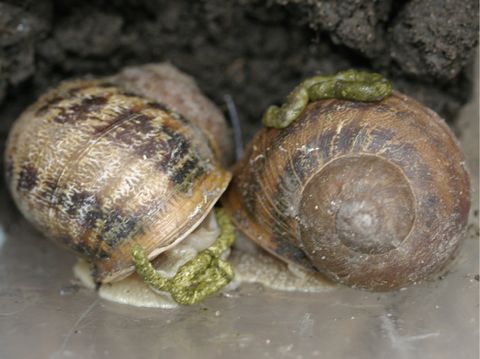 Photos: 'Lefty'-Shelled Snails Have 'Righty' Babies | Live Science