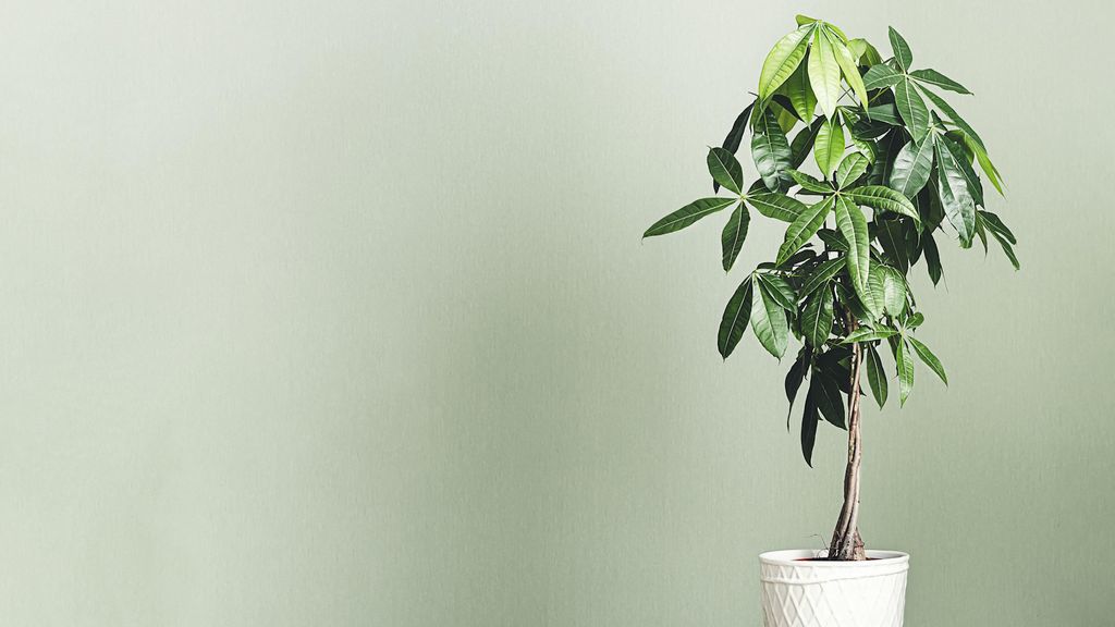 How to grow Japanese maples in pots: for striking trees | Homes and Gardens