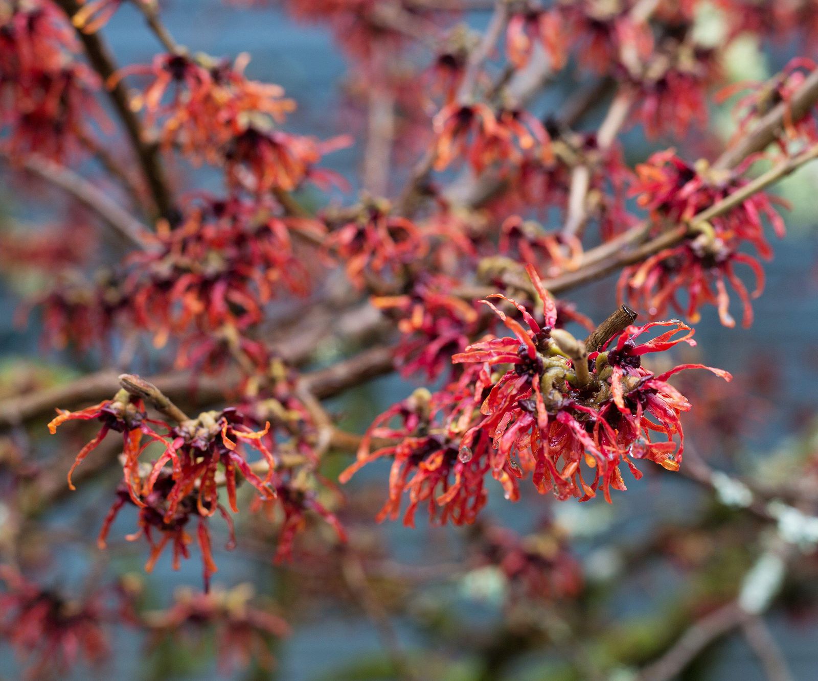 How to grow witch hazel in pots: for scented winter flowers | Homes and ...