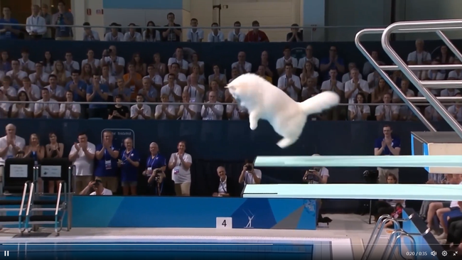 Forget virtual pets – the next AI video craze is cats doing Olympic ...