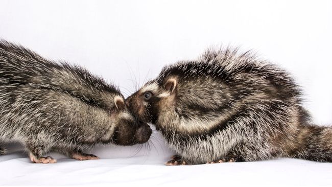 Crested rats can kill with their poisonous fur | Live Science