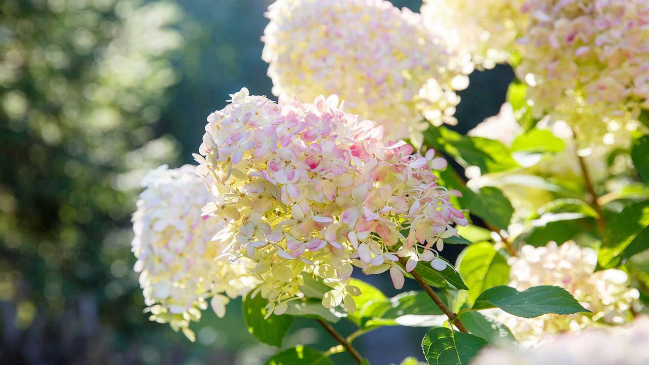 Hydrangeas not blooming? Here's why | Homes and Gardens