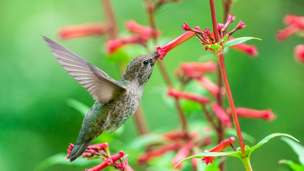 Hummingbird migration: how gardeners can help native birds | Homes and ...