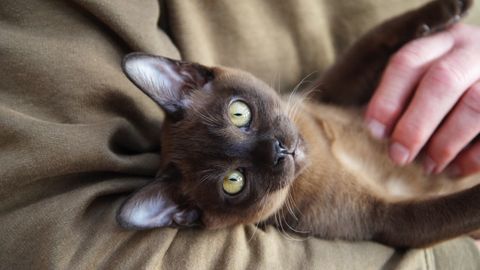 32 high energy cat breeds that will want to play with you | PetsRadar