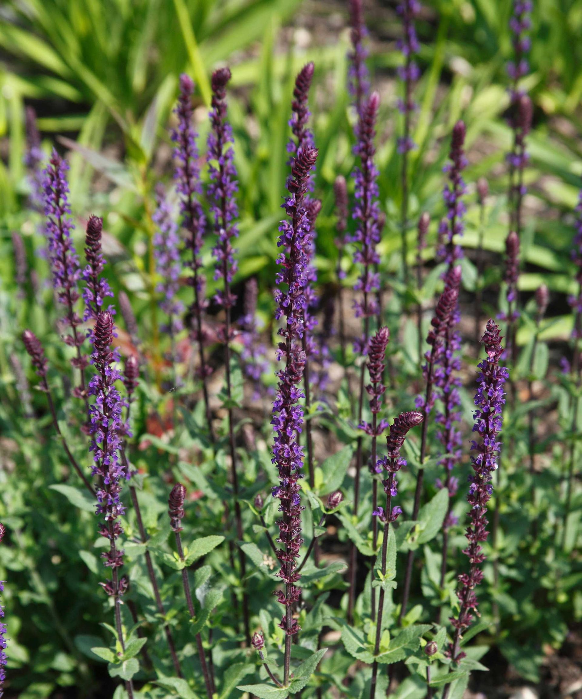 How to grow salvias: a step-by-step guide to growing these summer ...