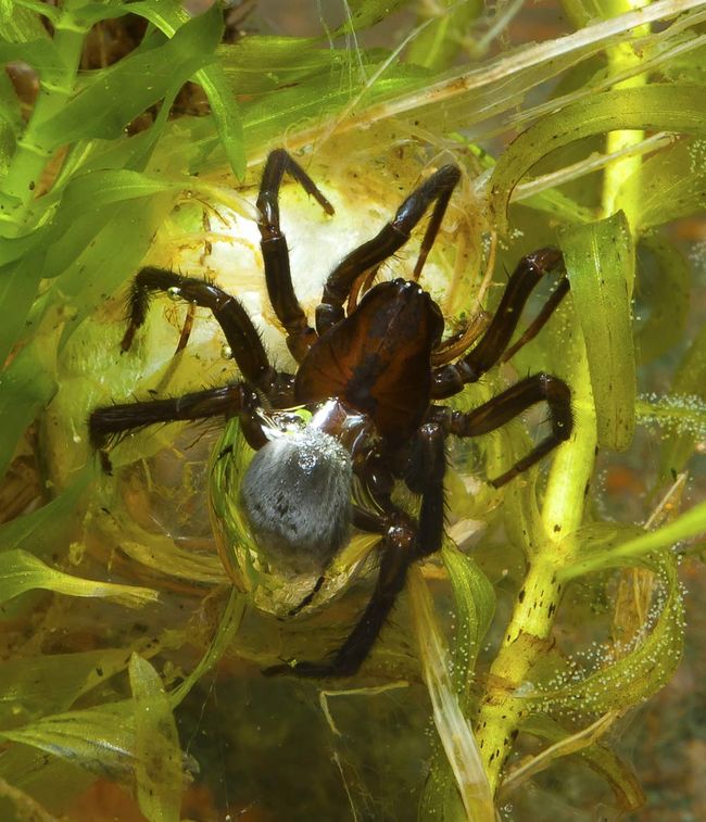 Underwater Gallery: Diving Spiders | Live Science