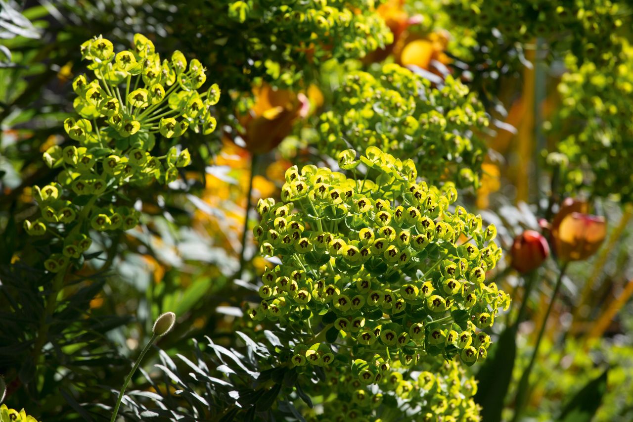 Real garden: a spring garden with a bluebell woodland | Real Homes