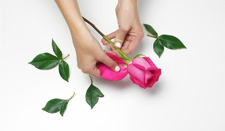 The ultimate flower care guide: Top tips for making your flowers last ...