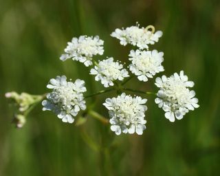 Hedge Parsley Control: How to Identify and Manage This Invasive Weed ...