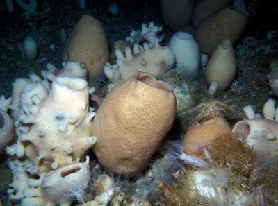 Images: Strange Life at Antarctic Seafloor | Live Science