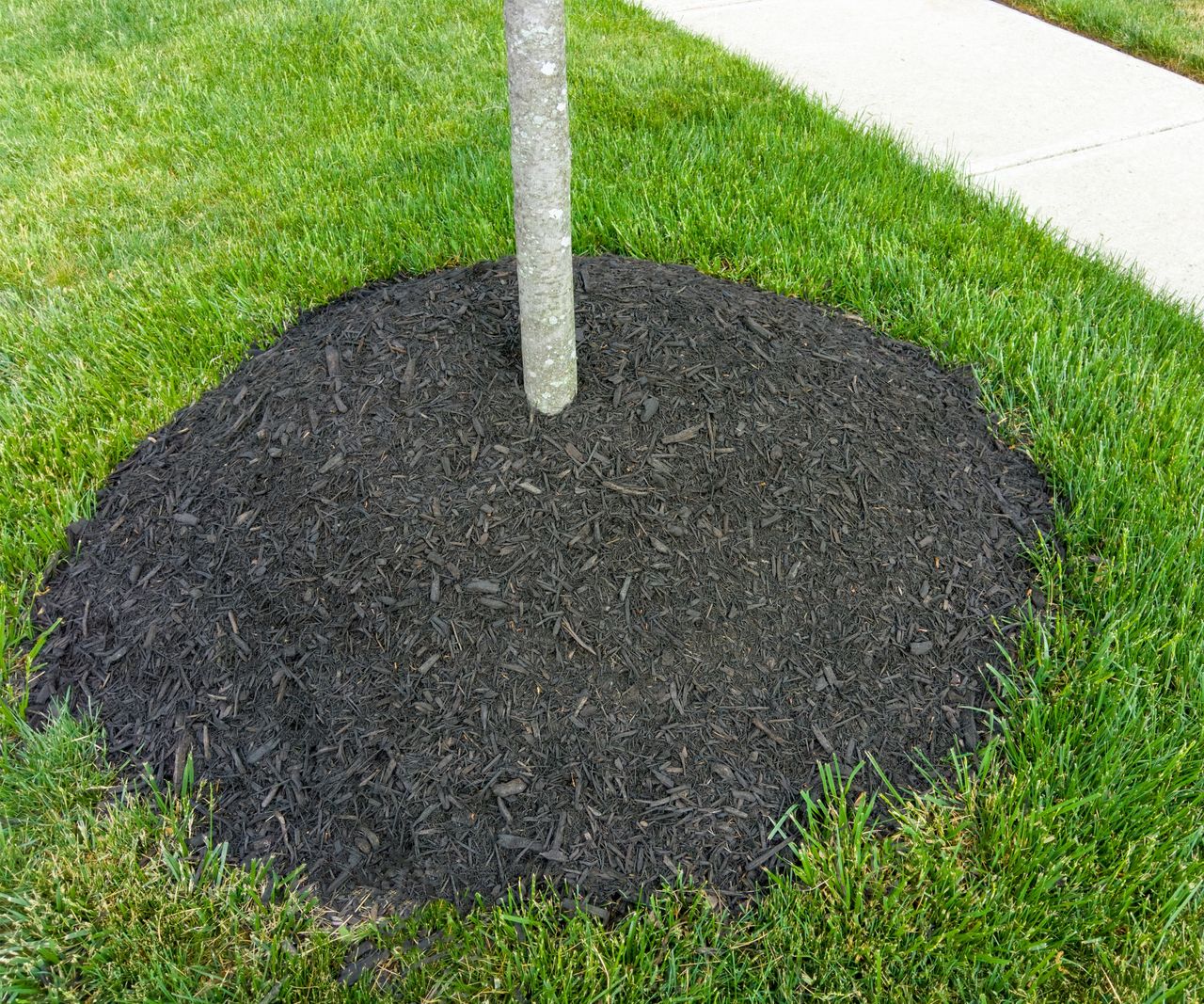 Why you shouldn’t make this big mistake when mulching around trees ...