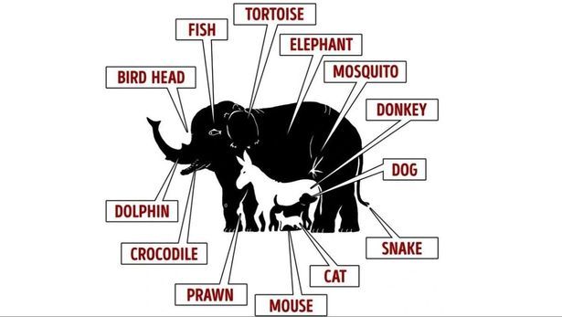 You're bound to fail at this frustrating animal optical illusion ...