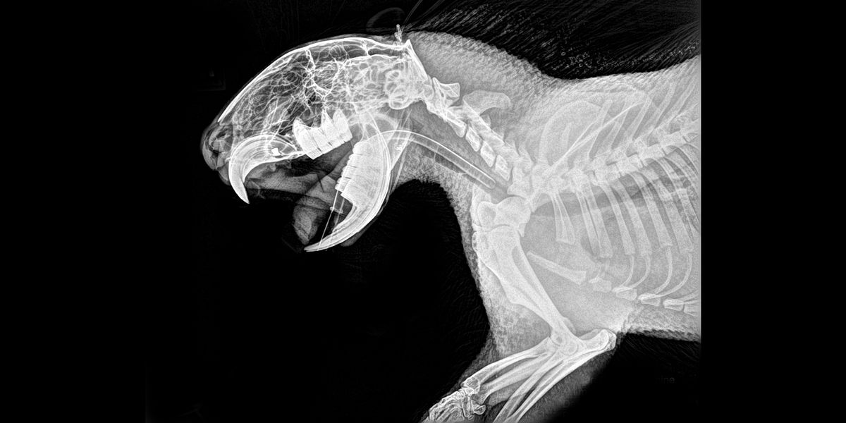 In Photos: Eerie Zoo Animal Skeletons, in X-Rays | Live Science