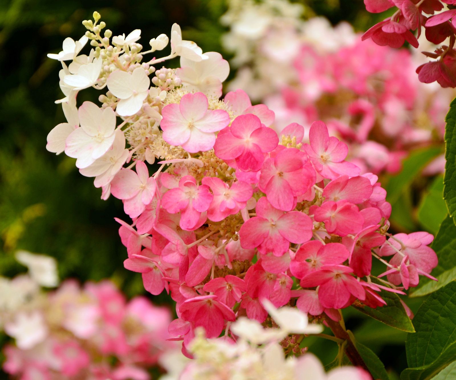 Grow Panicle Hydrangeas For Gorgeous, Low-Maintenance Blooms ...