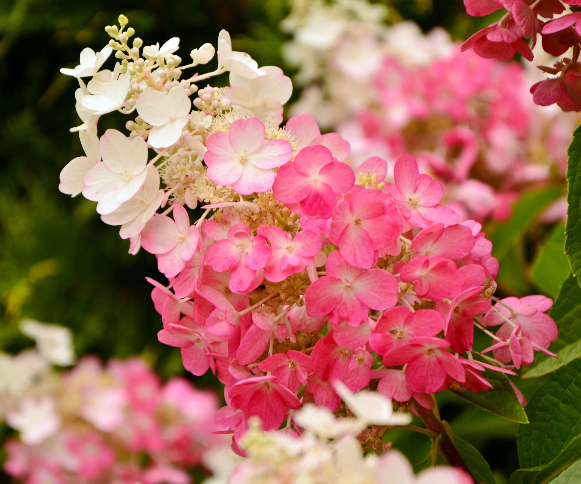 How To Grow And Care For A Pinky Winky Hydrangea | Gardening Know How