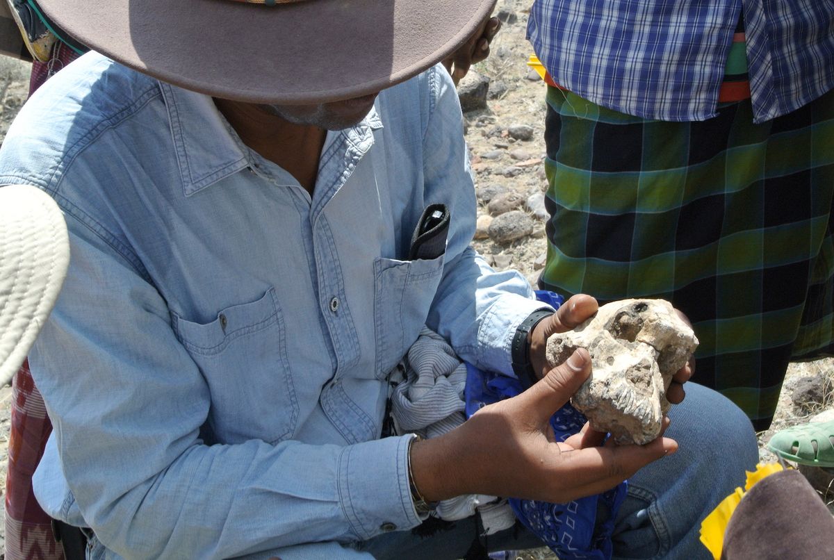 In Photos: A Nearly Complete Human Ancestor Skull | Live Science
