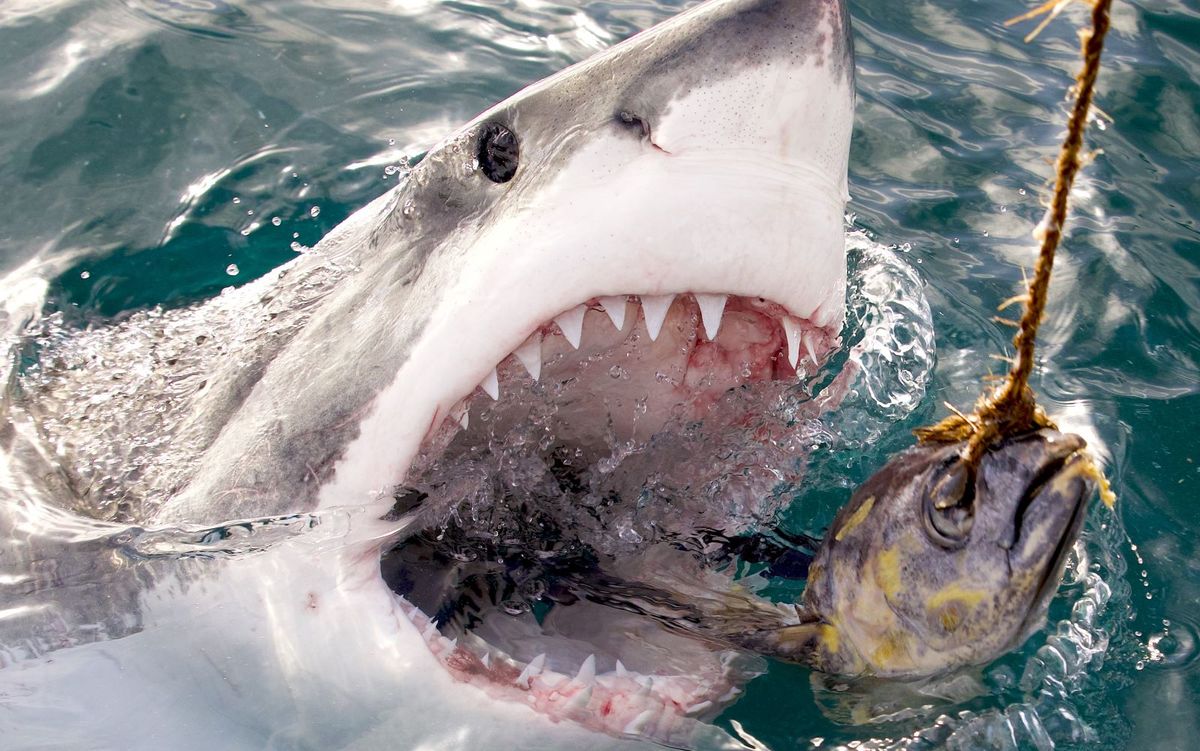 Shark Week 2024: schedule, host, shows & everything we know | What to Watch