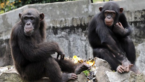 Chimpanzee language revealed through translated gestures | News | | The ...
