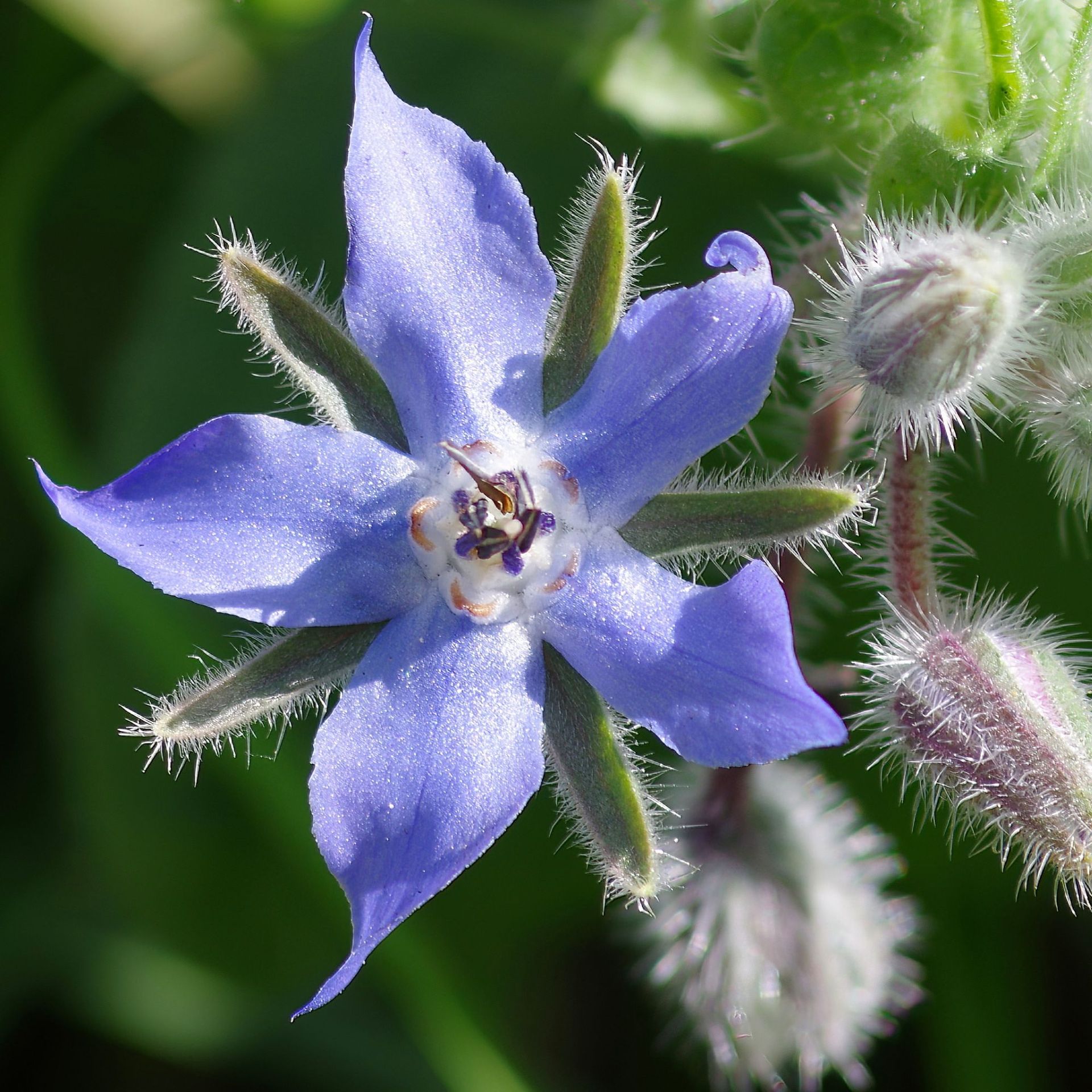 How to grow borage – planting, watering and harvesting | Ideal Home