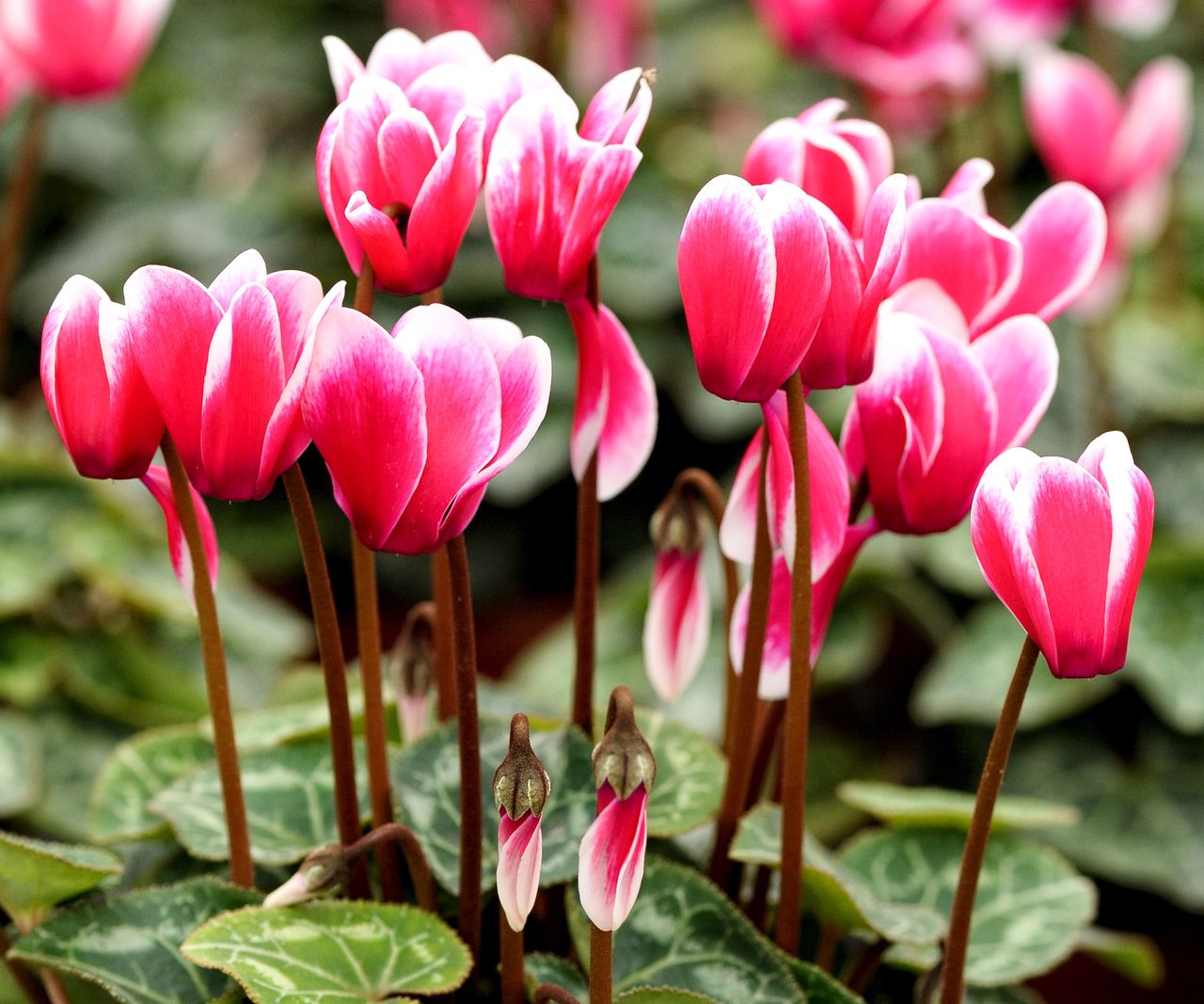 8 Luckiest Lunar New Year Plants For The Year Of The Dragon | Gardening ...