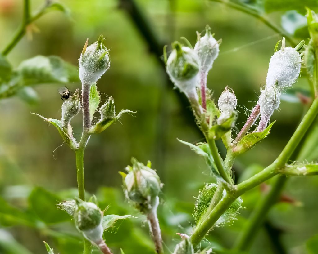 Powdery Mildew On Roses: Common Symptoms & Treatment | Gardening Know How