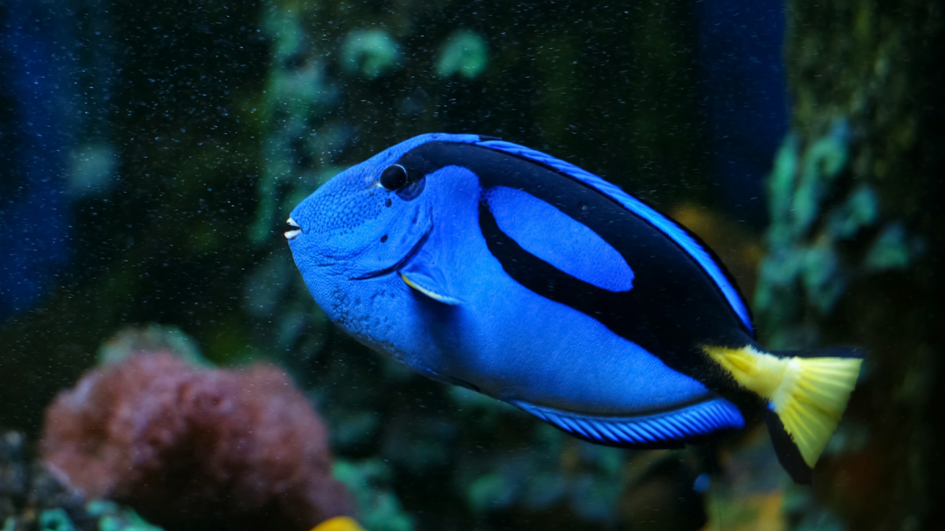 10 colorful tropical fish to brighten your tank | PetsRadar