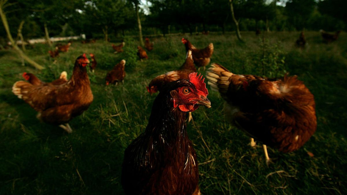 Fact Check: The truth behind free range labelling | The Week