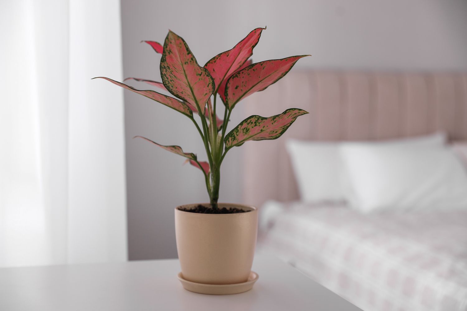 10 best indoor plants to add color chosen by garden experts | Livingetc