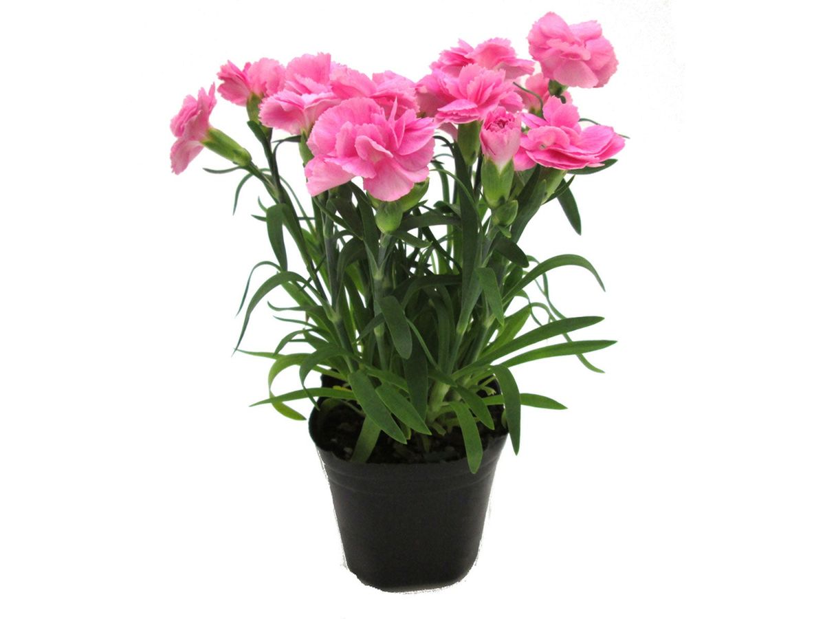 Growing Carnations In A Pot: Care For Container Grown Carnation Flowers ...