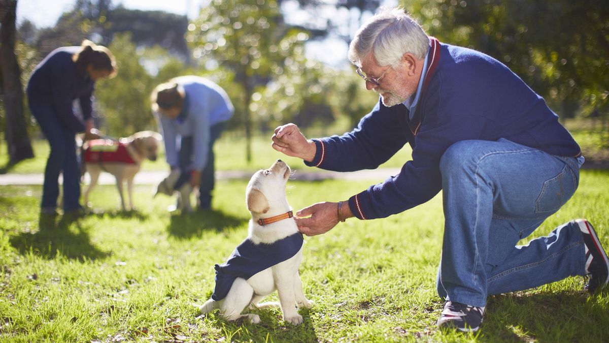 First time dog owner tips: everything you need to know | PetsRadar