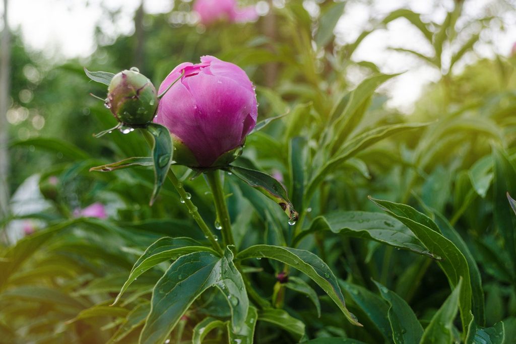 What Causes Peony Bud Blast – Learn About Peonies With Bud Blast ...