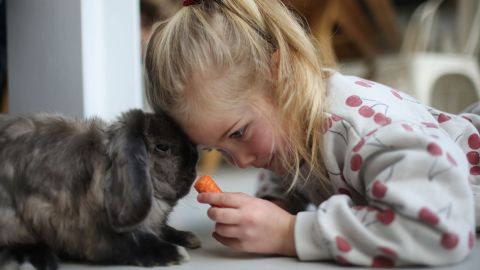 32 activities to do with your bunny | PetsRadar